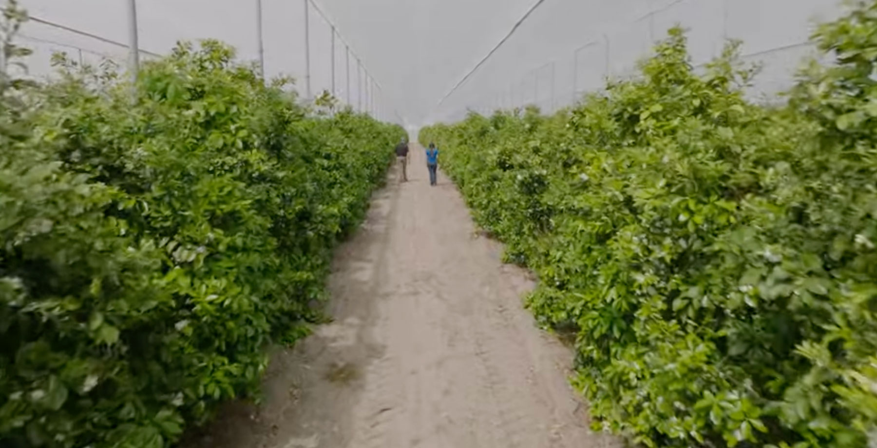 About Us – Eco-Grown Citrus